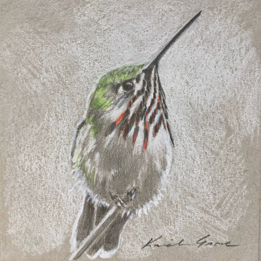 MINI HUMMINGBIRD DRAWING First of the Season Calliope - Etsy