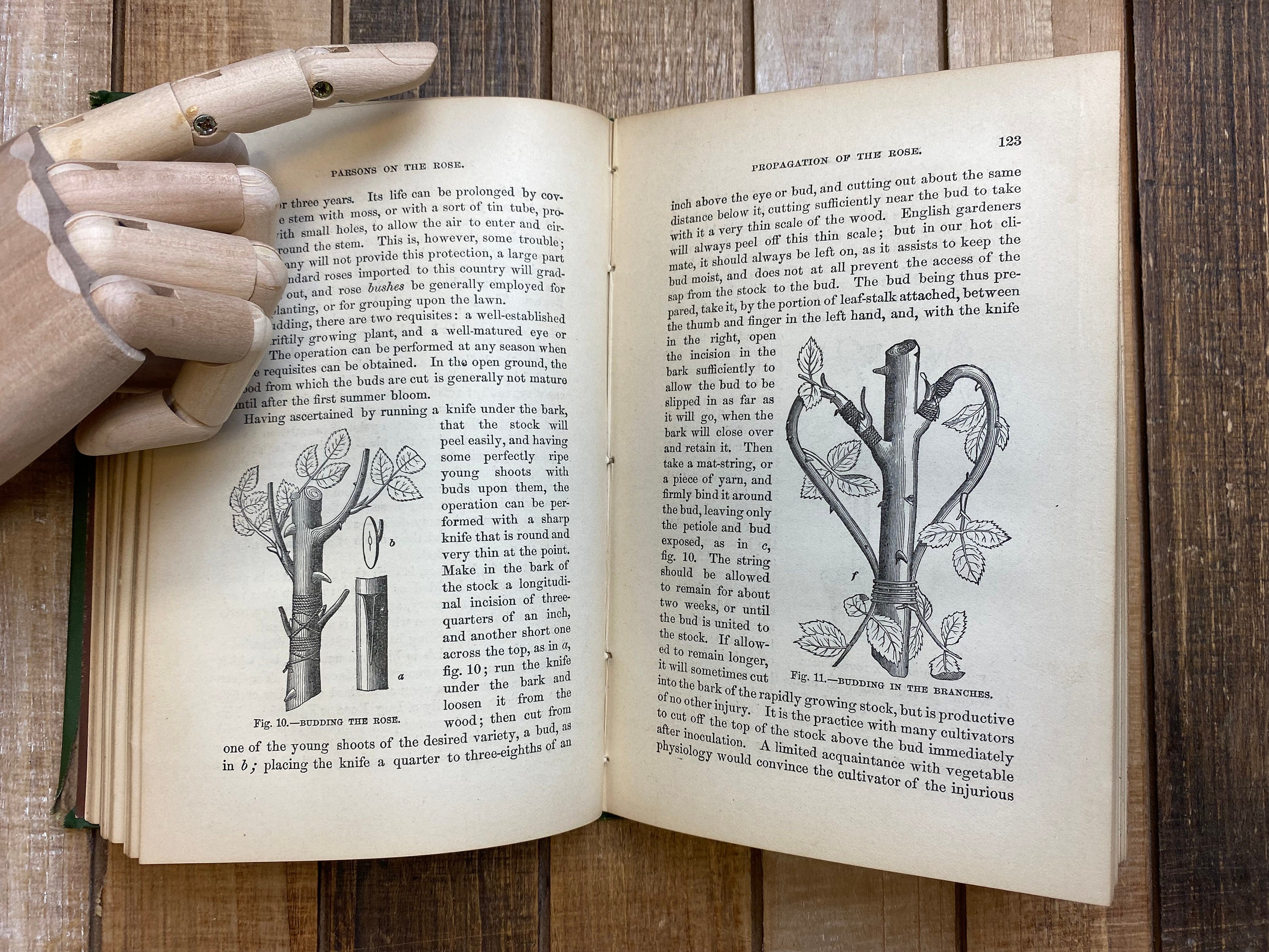 Vintage Rose Book Parsons on the Rose Botanical Garden Plant Lady Home ...