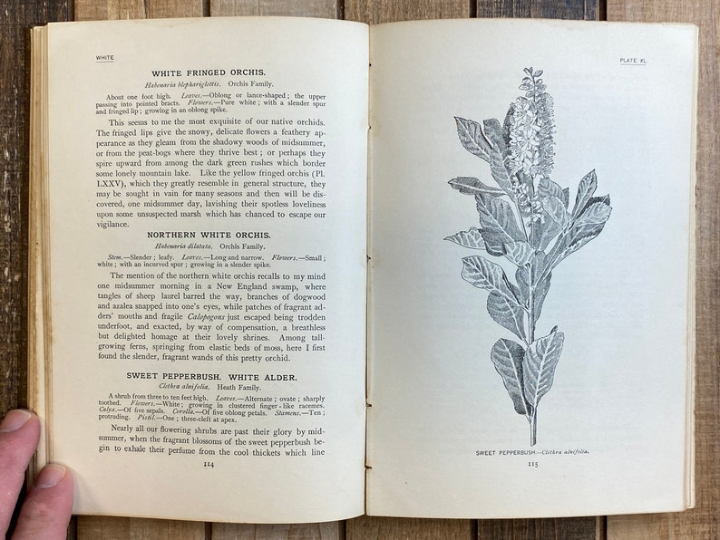 Rare Botany Book Plant Lady How to Know the Wild Flowers - Etsy