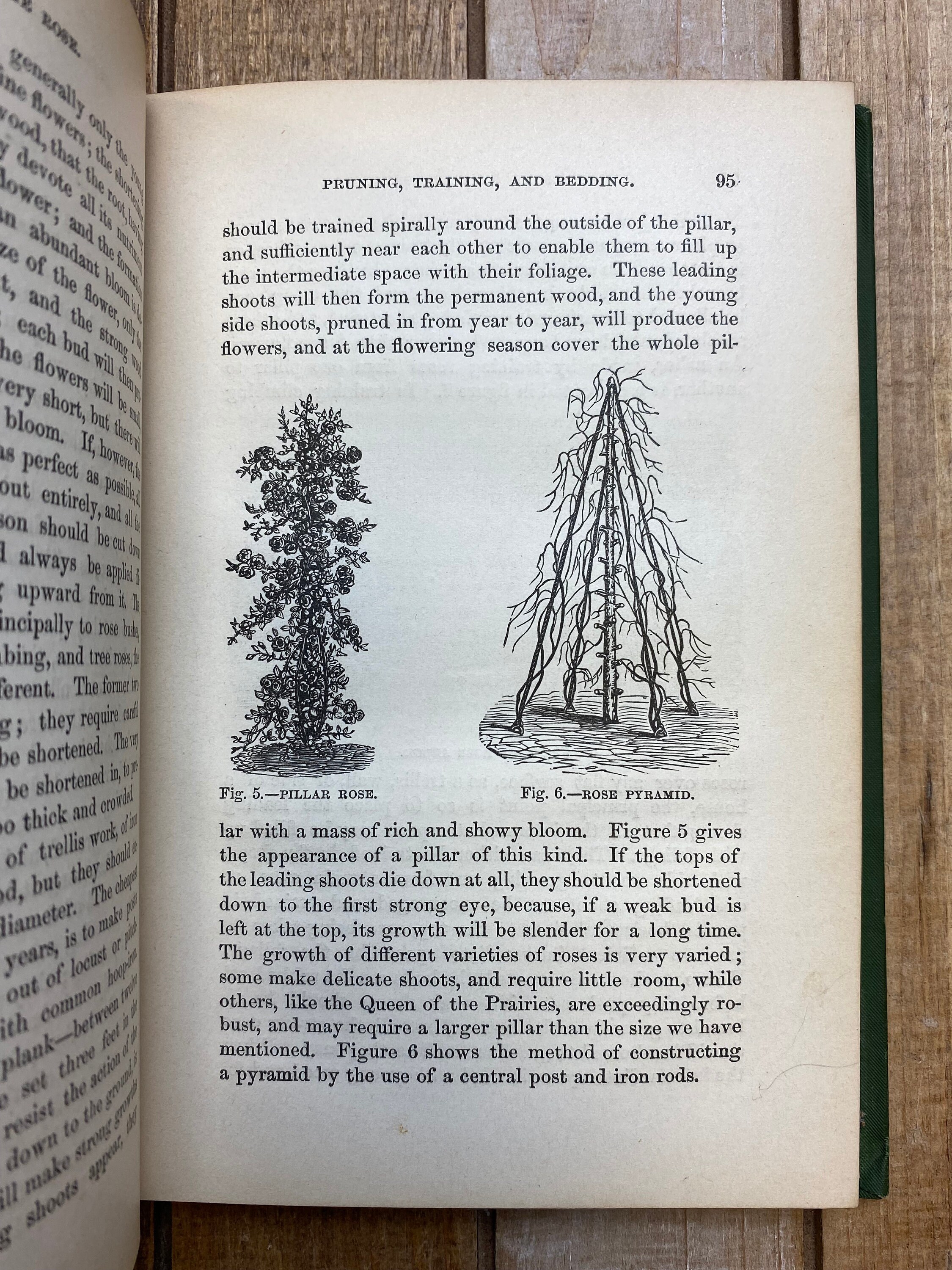 Vintage Rose Book Parsons on the Rose Botanical Garden Plant Lady Home ...