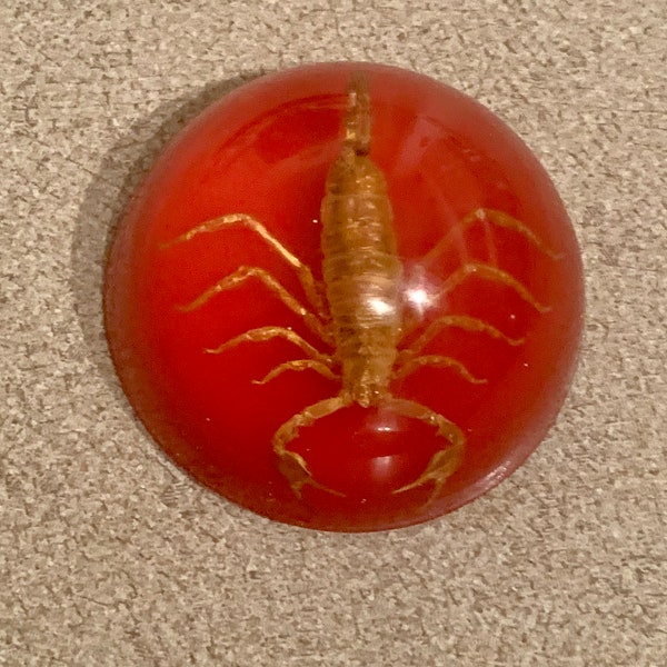 Scorpion Paperweight - Etsy