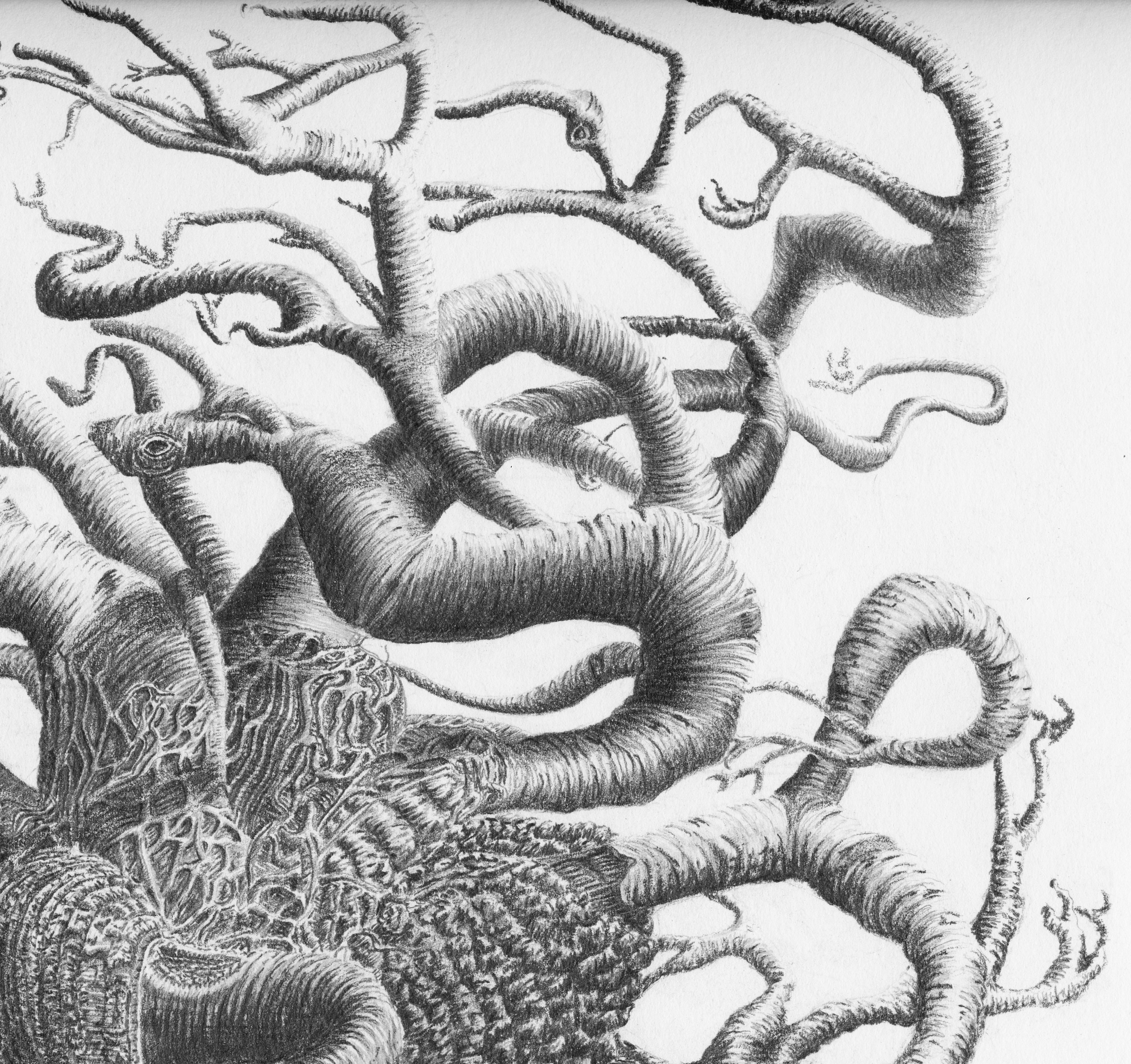 Abstract Tree Pencil Drawings