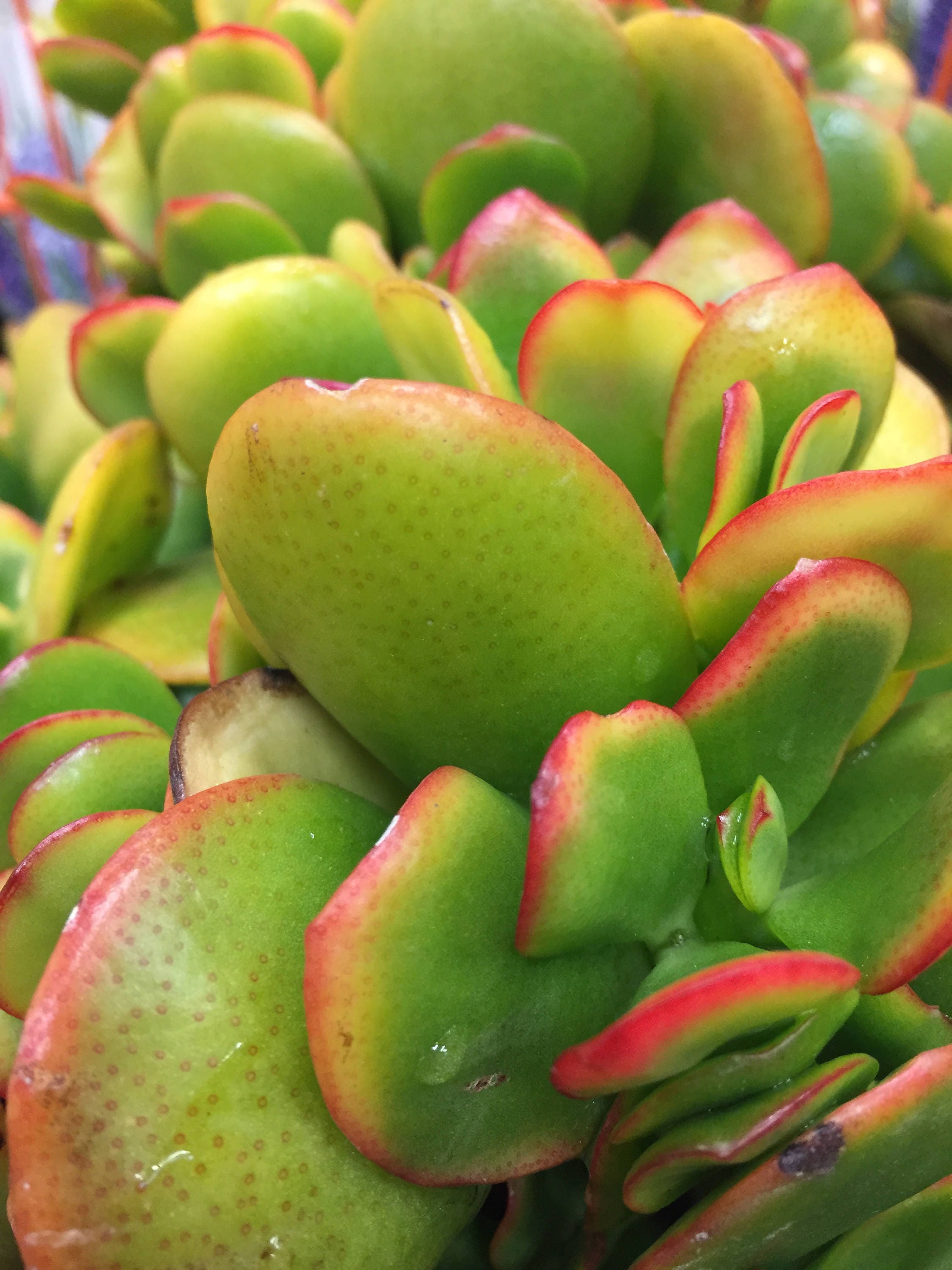 SpecialSucculent leaves/set of 6 leaves/succulents/succulent | Etsy