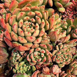 Sedeveria Pink Ruby/rare Succulent/succulent/plant/succulent Garden ...