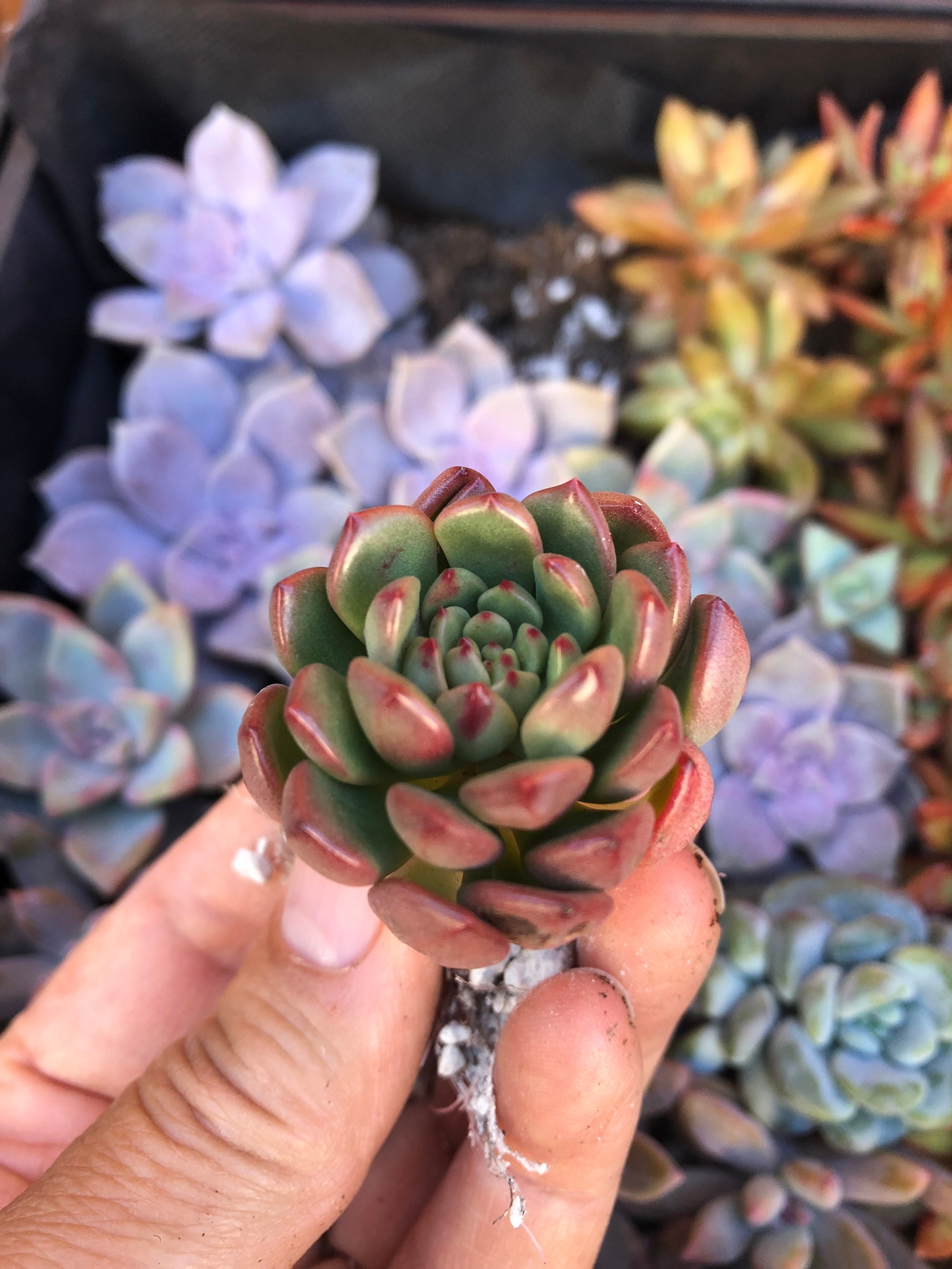 Sedeveria Pink Ruby/rare succulent/succulent/plant/succulent | Etsy