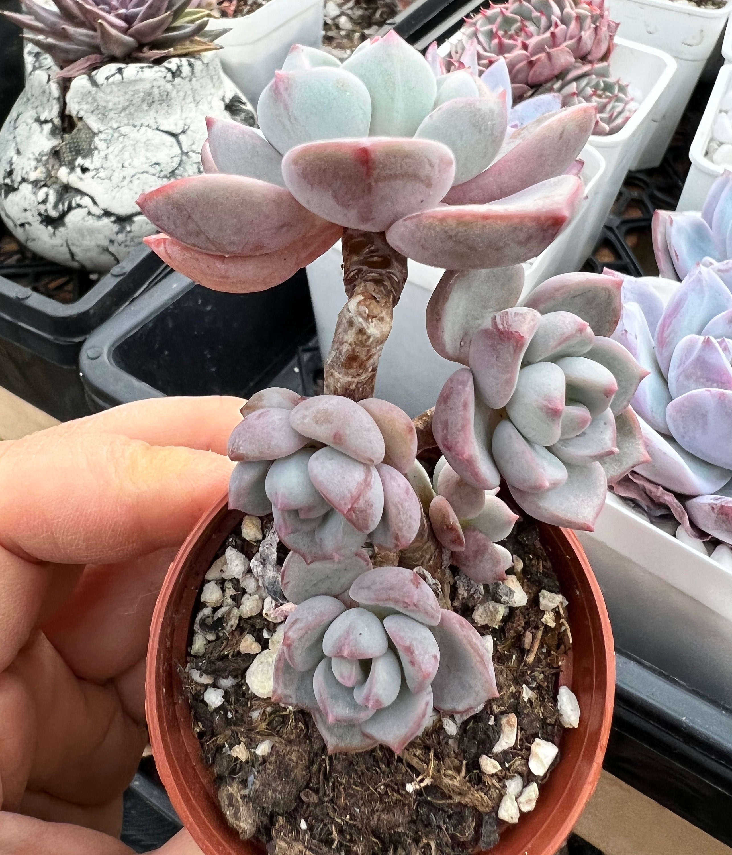 Graptoveria Moonglow/succulent/plant/succulent - Etsy Canada