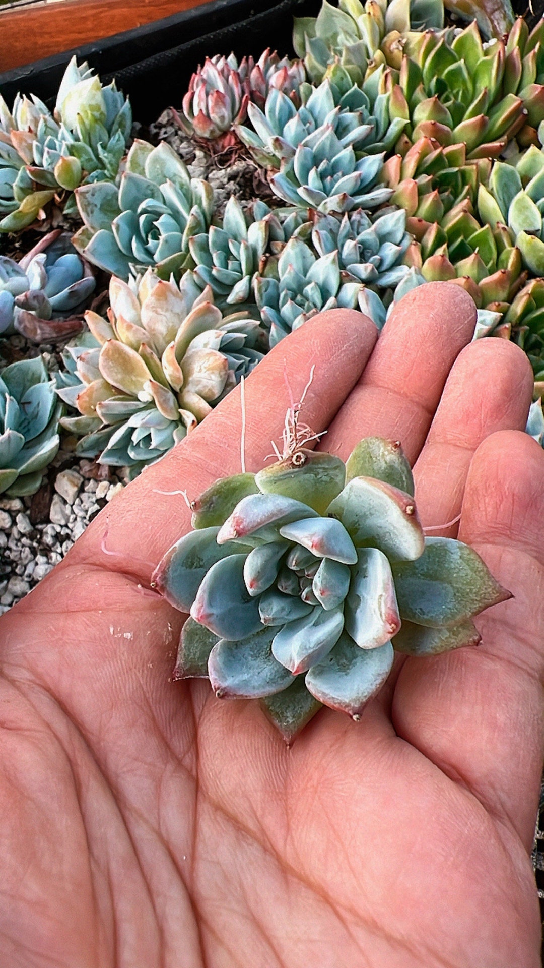 Echeveria Blue Bird/succulent Plant/succulents/indoor Plant/succulent ...