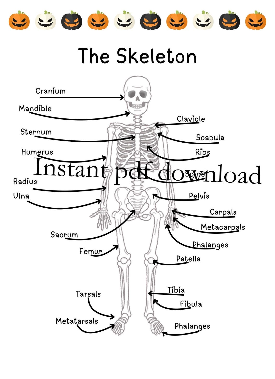 Skeleton Halloween Bone Anatomy Activity - Etsy