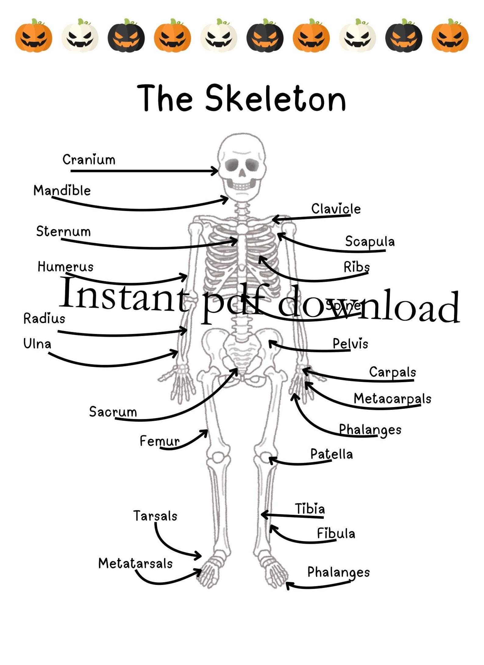 Skeleton Halloween Bone Anatomy Activity - Etsy