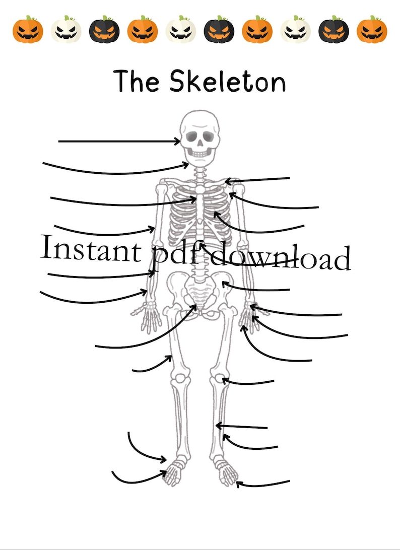 Skeleton Halloween Bone Anatomy Activity - Etsy