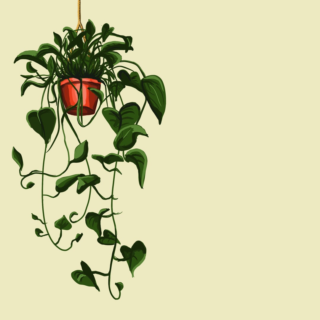 Pothos Plant Illustration - Etsy