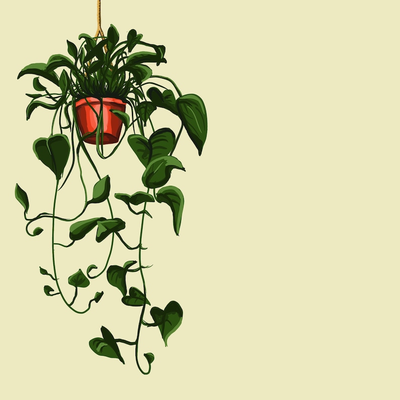 Pothos Plant Illustration - Etsy