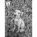 Personalized Dog Design - Etsy