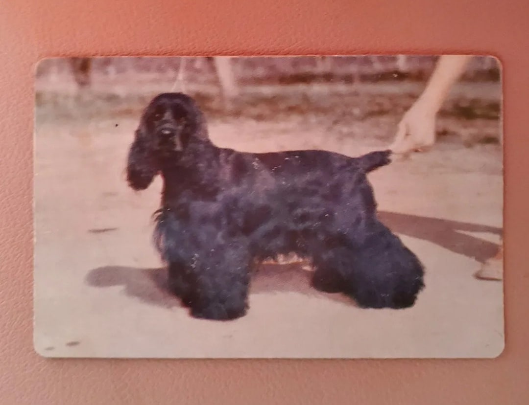 Cocker Spaniel No. 37 Carnation Corn Flakes - Etsy