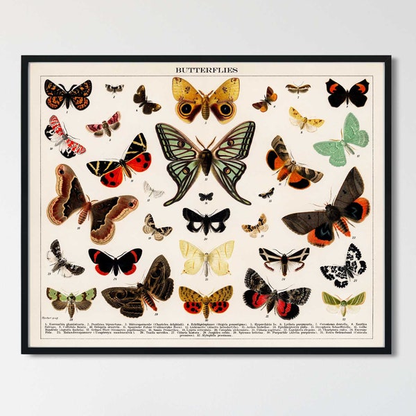 Butterfly Species Chart - Etsy