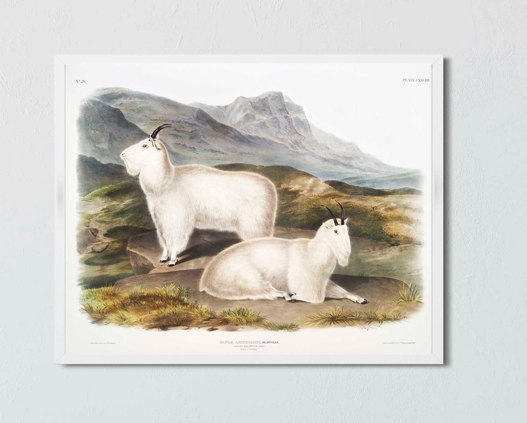 Mountain Goats Vintage Style Giclee Print - Reproduction of Audubon ...