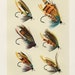 Set of Fly Fishing Art Prints Orvis Salmon Flies Print Set Vintage ...