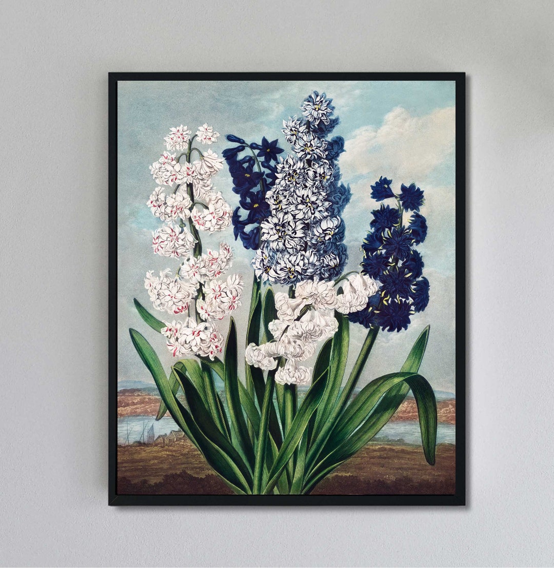 Hyacinth Botanical Print: Vintage Floral Wall Art Reproduction - Etsy