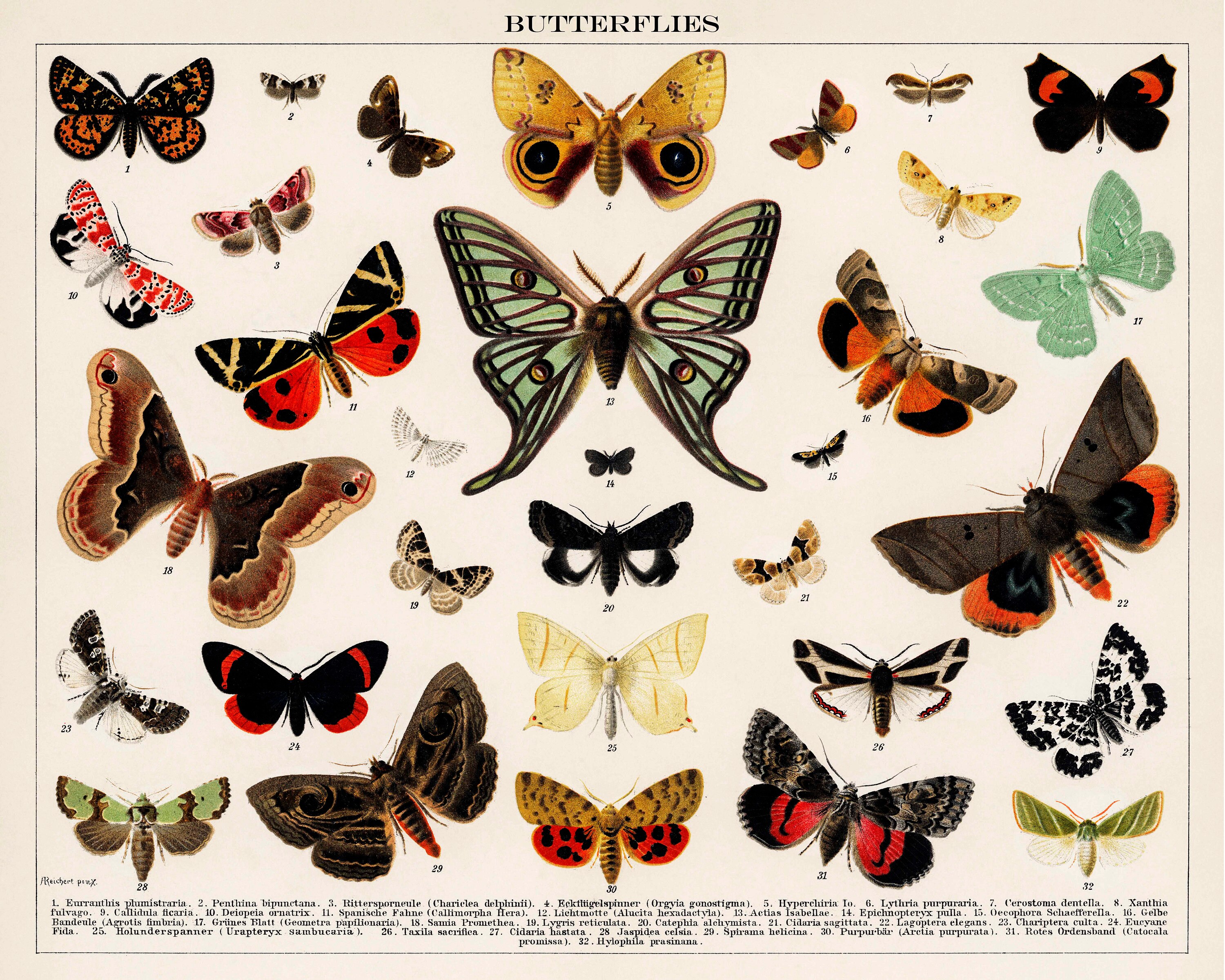 Butterfly And Moths Art Print Butterfly Species Chart Etsy Ireland butterfly-and-moths-art-print-butterfly-species-chart-etsy-ireland