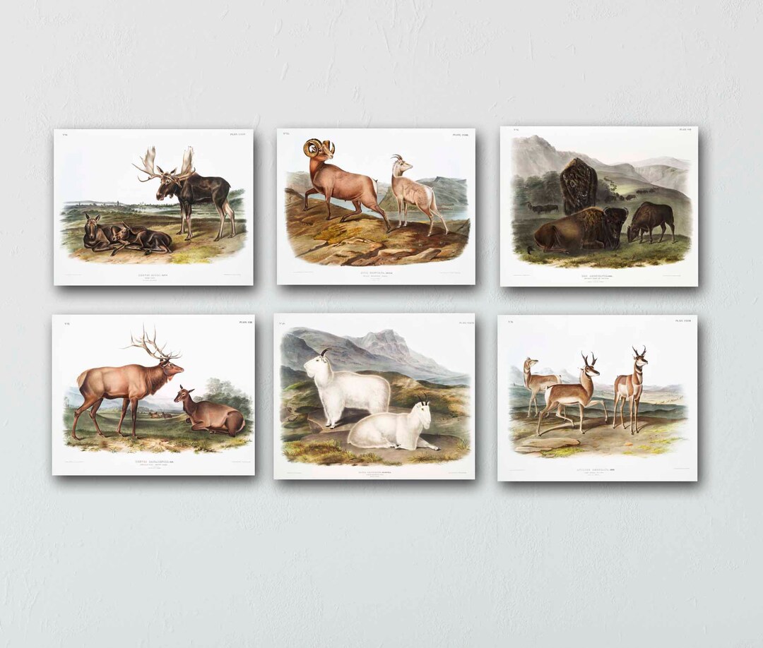 Wildlife Art Prints: North American Ungulates, Set of 6 - Etsy