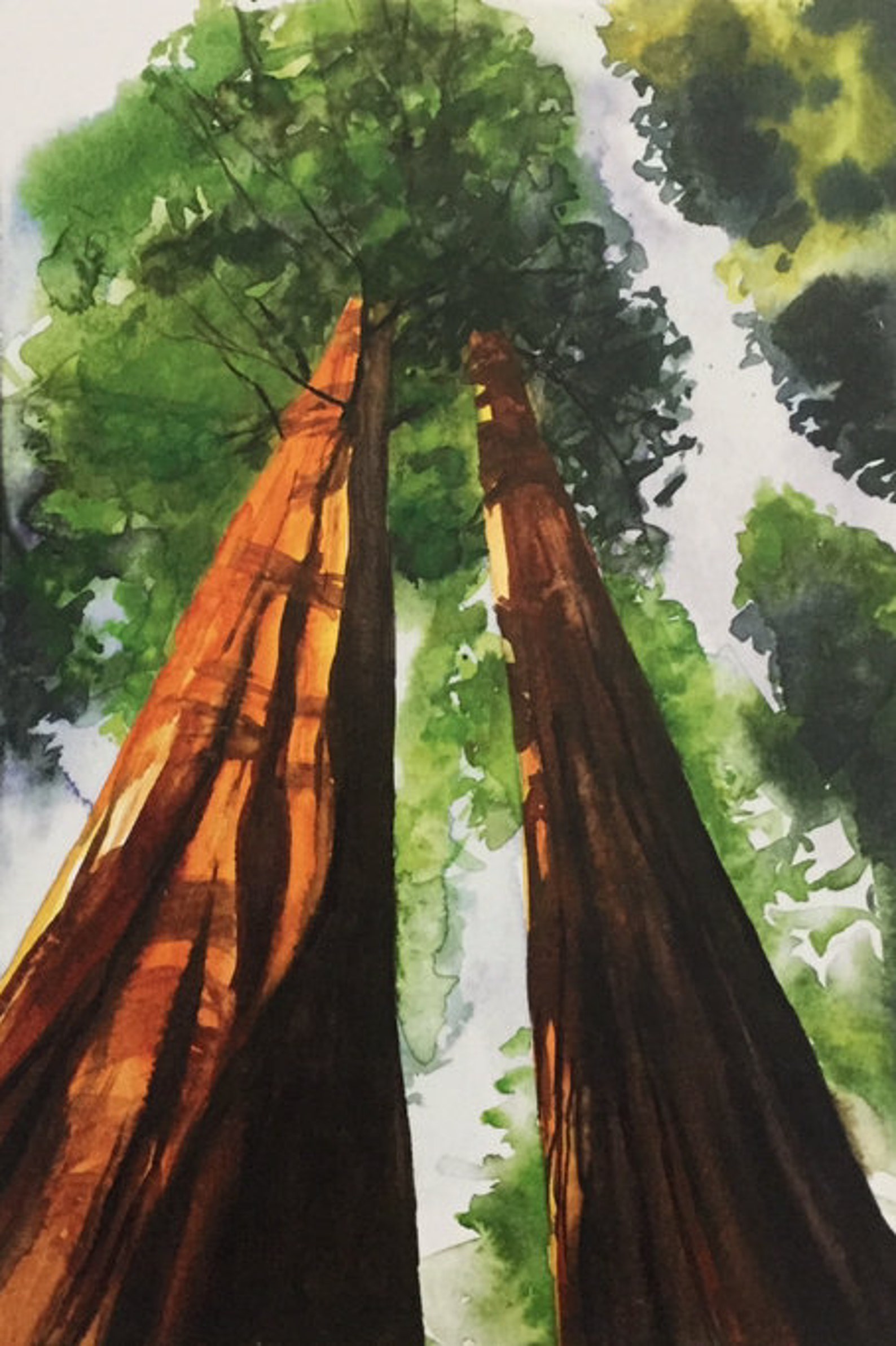 Watercolor Sequoias, Sequoia Print, Sequoias Painting, Sequoia National ...