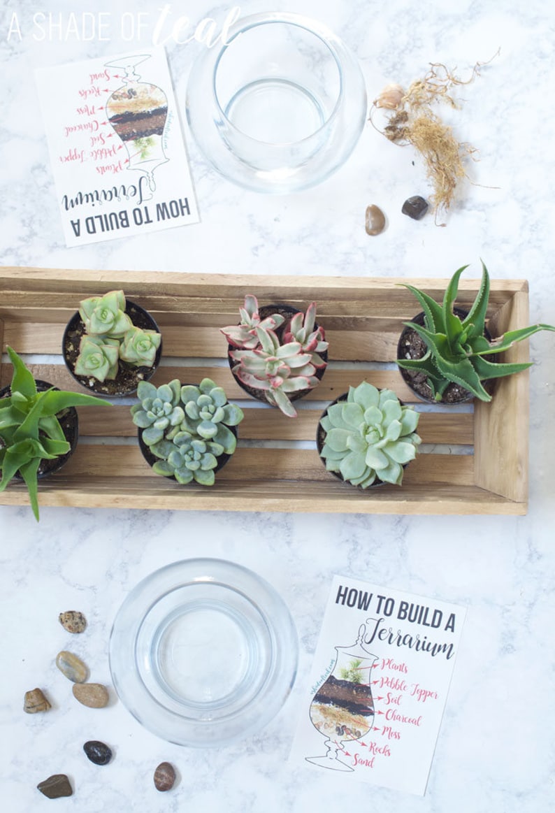 How to Build a Terrarium Cheat Sheet // INSTANT DOWNLOAD // Party Decor ...