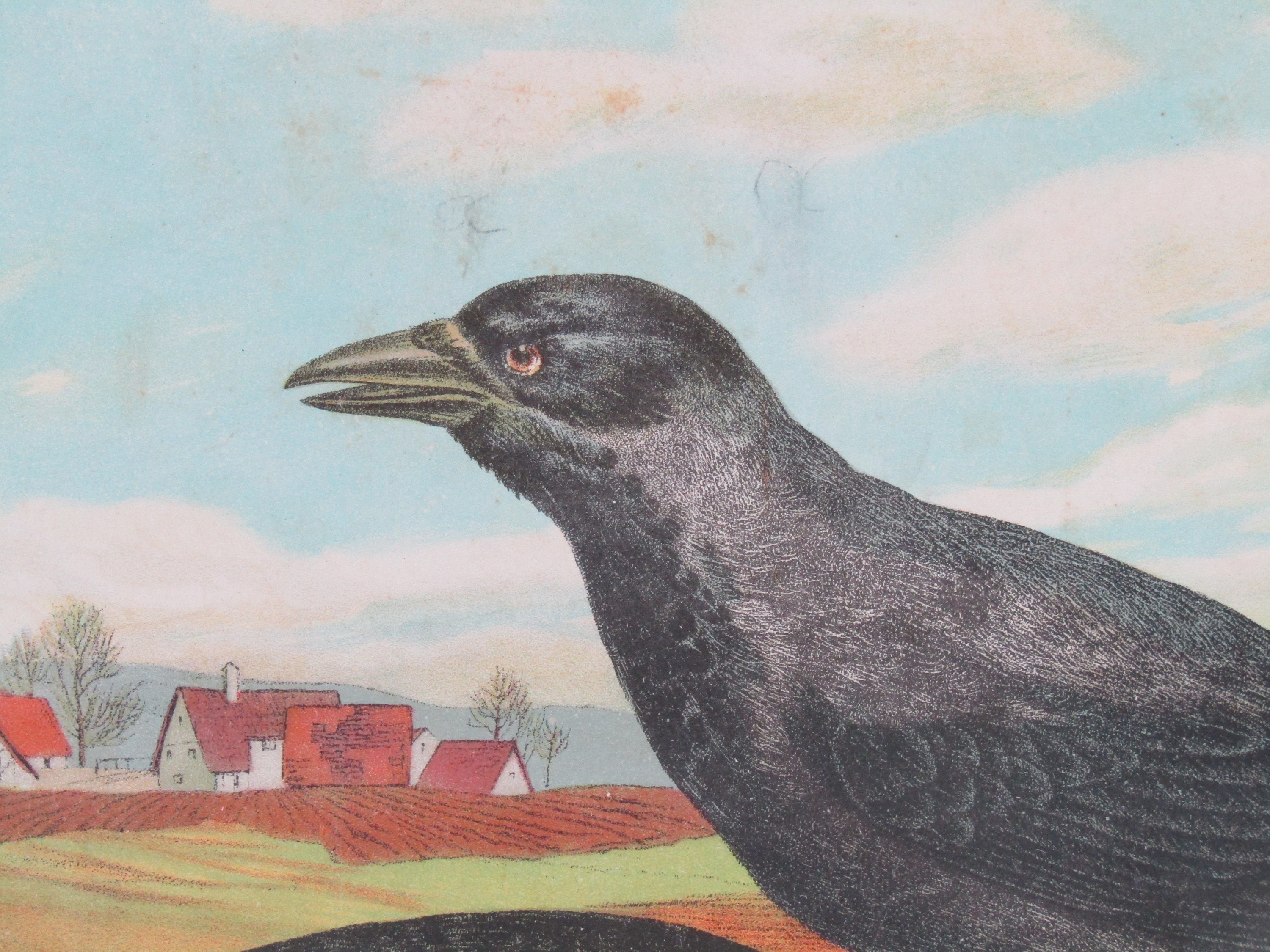 Vintage Crow Chart: Greek Educational School Decor - Etsy