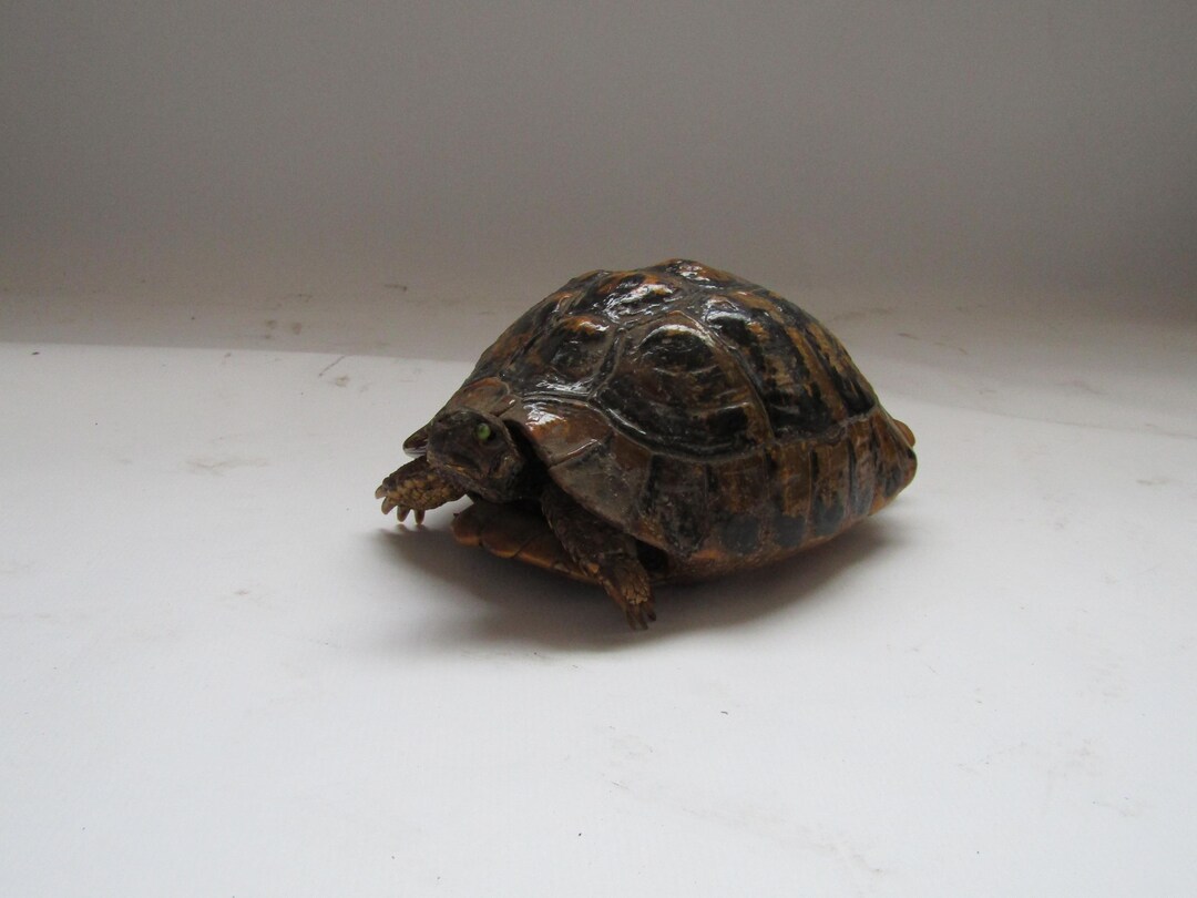 Turtle Taxidermy, Vintage Turtle Taxidermy, Taxidermy Turtle, Vintage ...