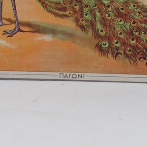 Vintage Greek Educational Wall Chart Peacock, Vintage School Decor ...