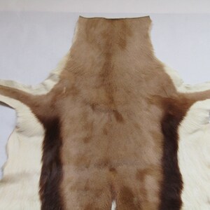Antelope Skin Rug Animal Skin Rug for Living Room Colonial Room Decor ...