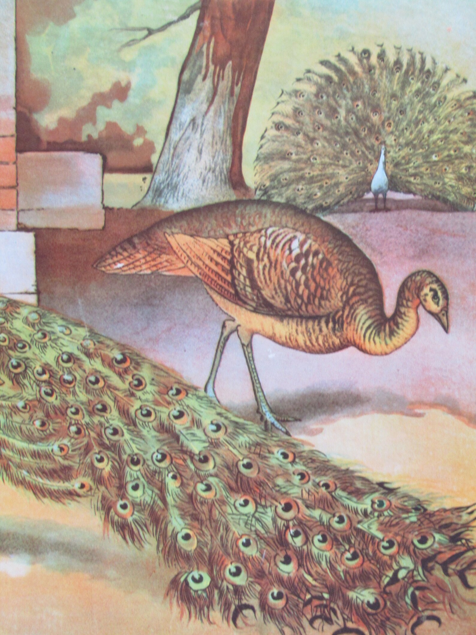 Vintage Greek Educational Wall Chart Peacock Vintage School - Etsy