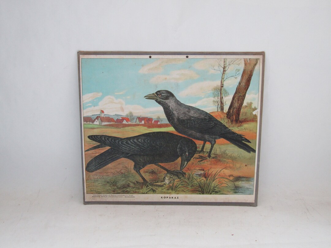 Vintage Crow Chart: Greek Educational School Decor - Etsy