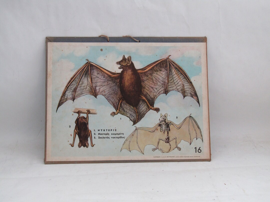 Vintage Wall Chart, Bat, Vintage School Decor, Vintage School, Vintage ...