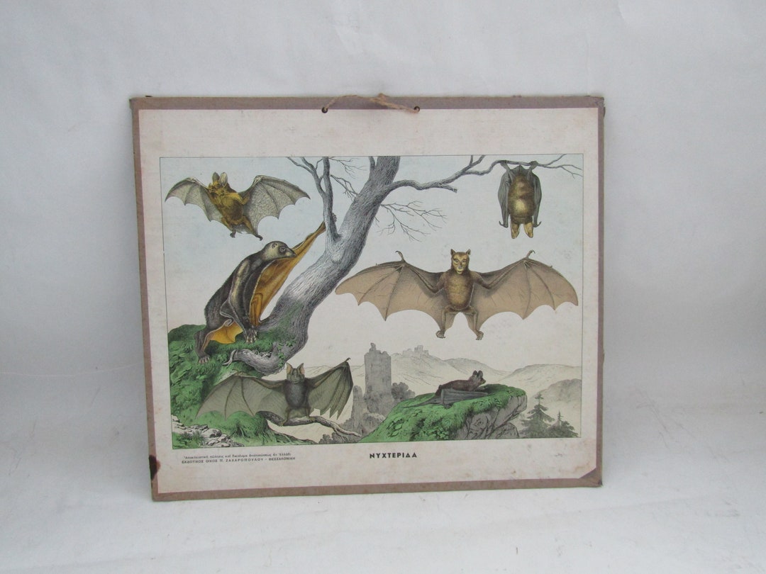 Vintage Wall Chart, Bat, Vintage School Decor, Vintage School, Vintage ...