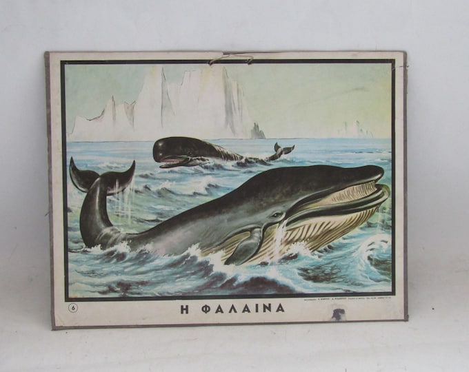 Vintage Greek Whale Chart: Educational School Decor (35x41cm) - Etsy