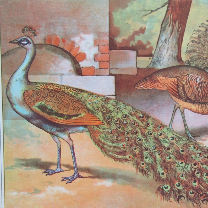 Vintage Peacock Educational Chart: Greek School Decor - Etsy