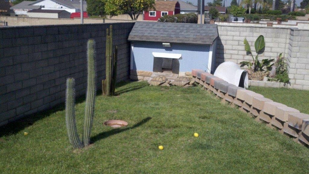 Custom Heated Tortoise House / Enclosure 4' X 6' - Etsy