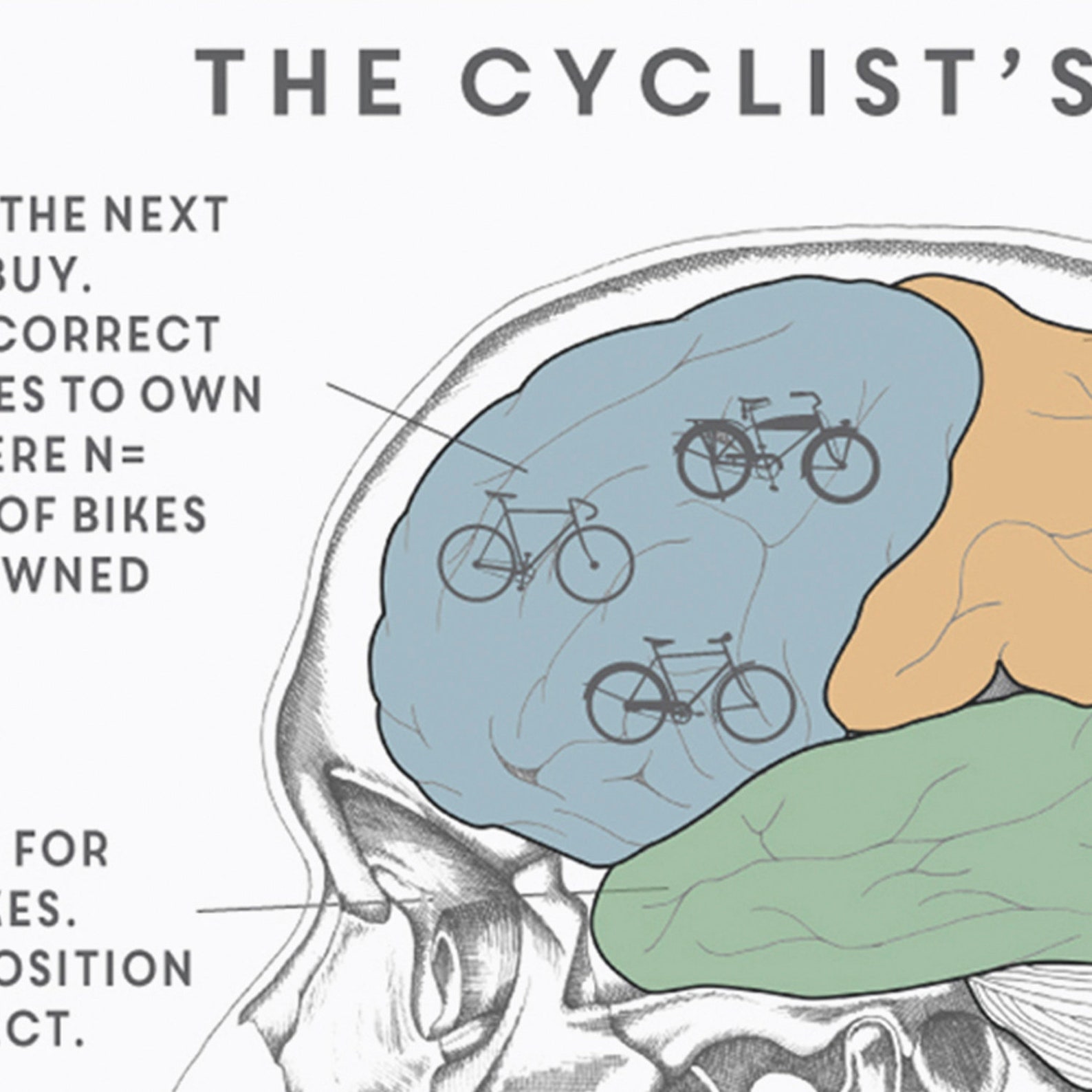 The Cyclist's Brain Anatomy Print - Etsy