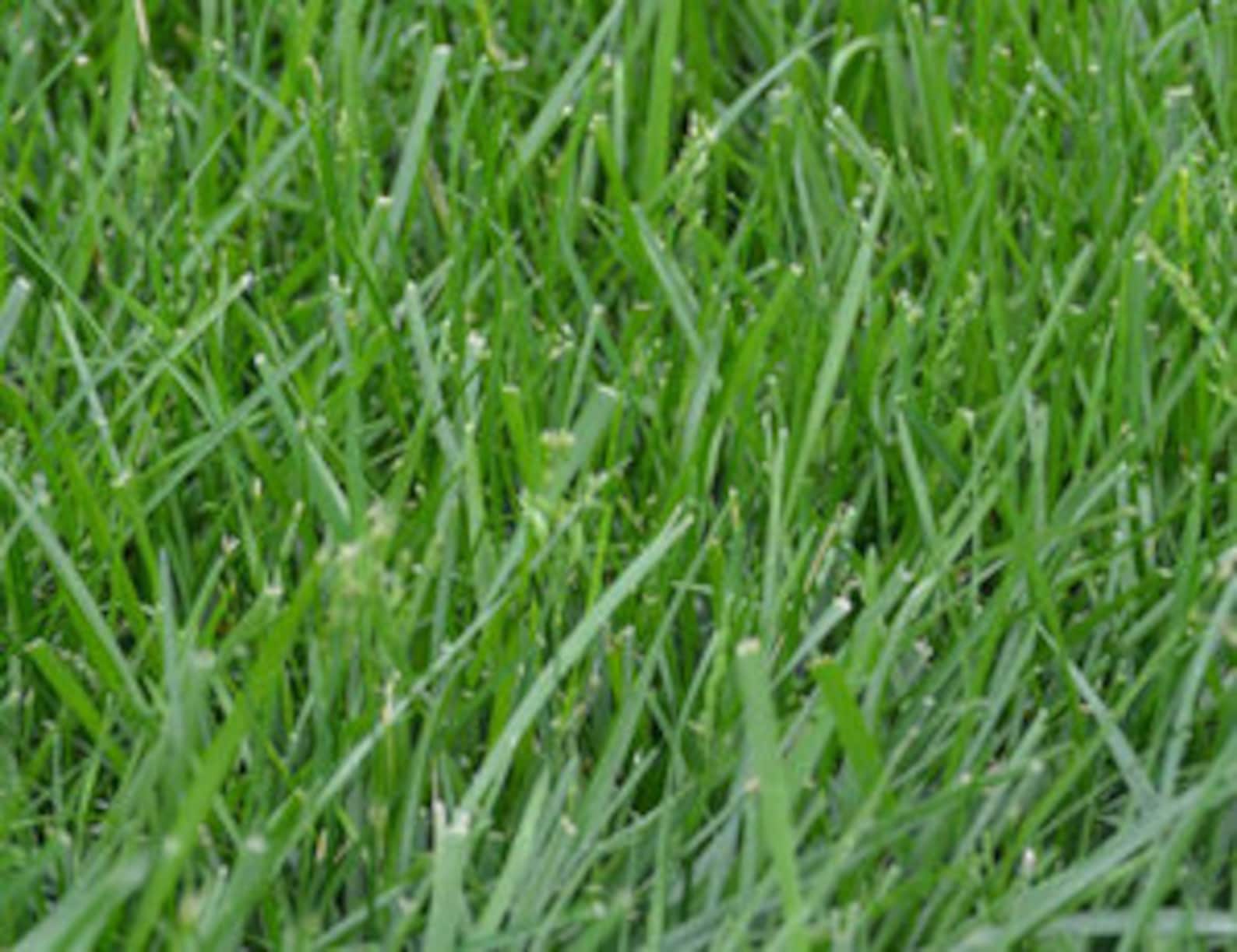 Kentucky 31 Tall Fescue, Grass Seed, (5 Lb. Pack), Kentucky 31 Field ...