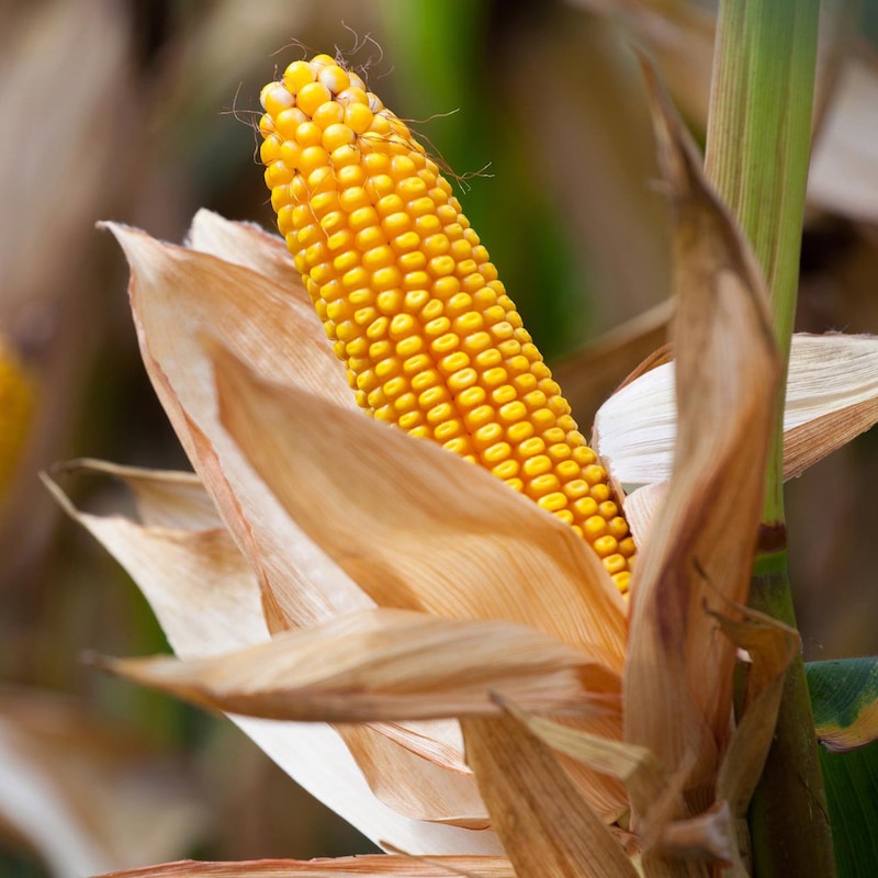 Heirloom Corn - Etsy