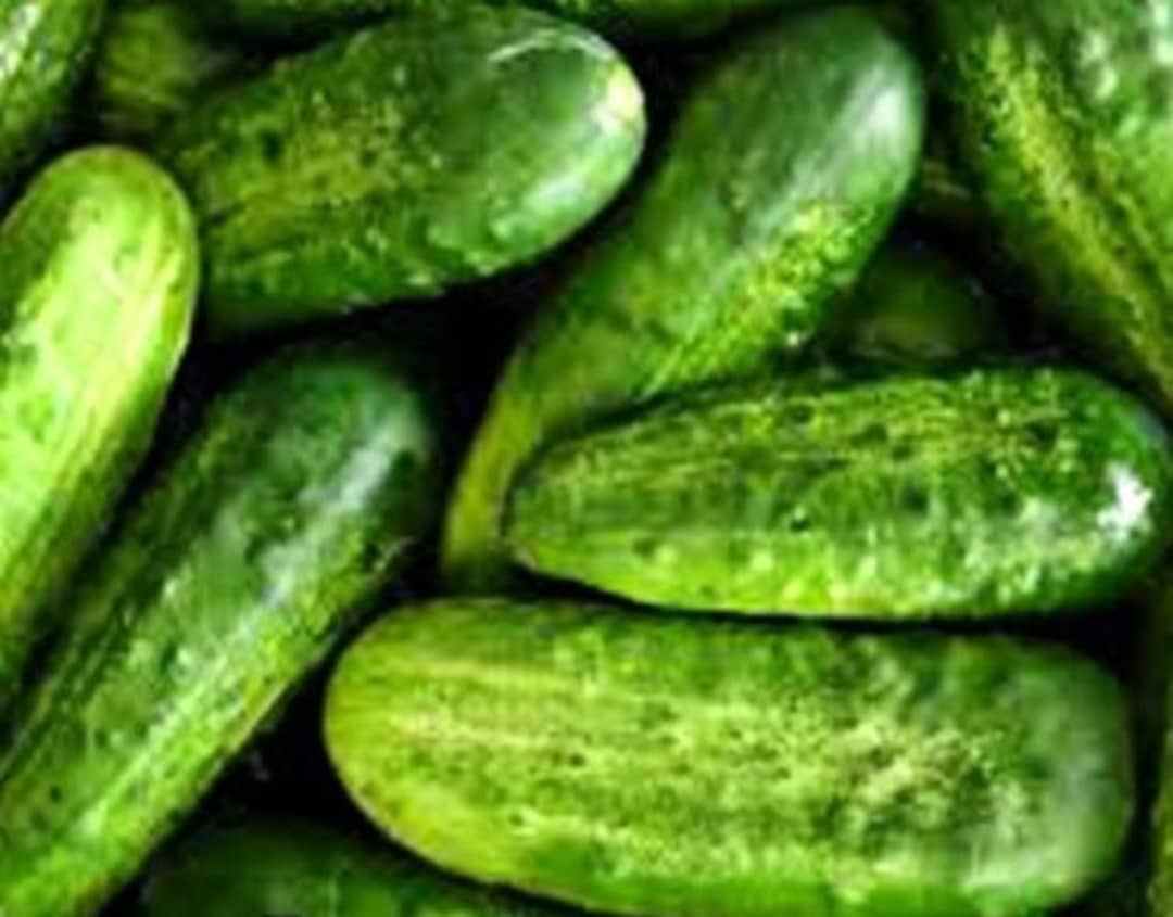 National Pickling Cucumber, Heirloom Seed, NON-GMO, 25 Seed Pack of ...
