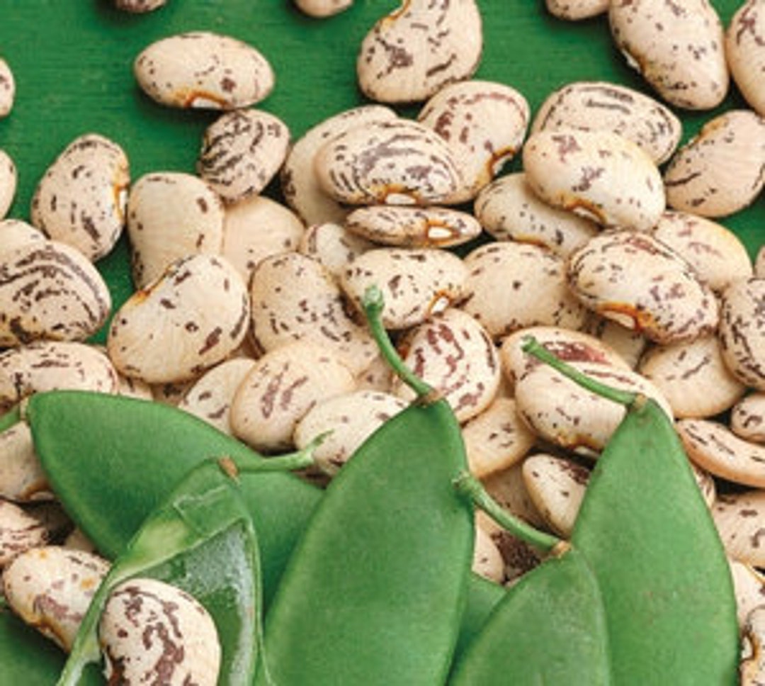 Jackson Wonder Lima Bean, Heirloom, Calico or Jackson Wonder Lima Bush ...