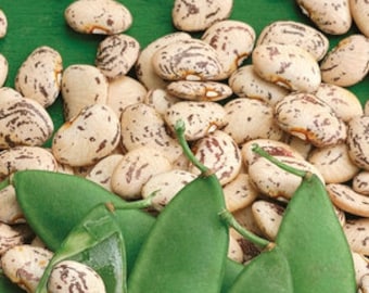 Jackson Wonder Lima Bean Seeds - Etsy