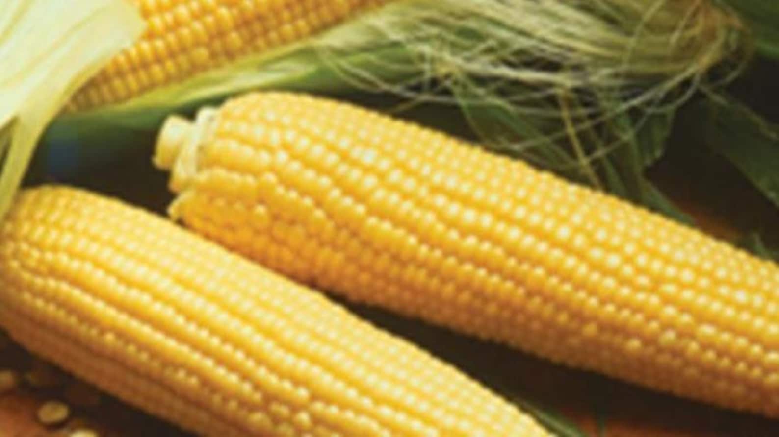 Golden Queen Sweet Corn, Hybrid Sweet Corn, Yellow Corn, NON GMO Sweet ...