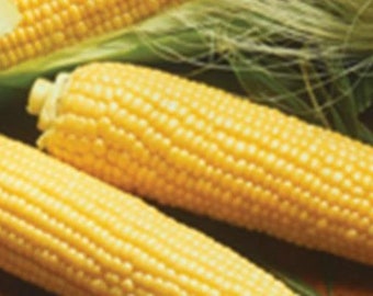 Corn, Ashworth Sweet Corn Seeds, Heirloom, NON GMO, Country Creek Acres ...