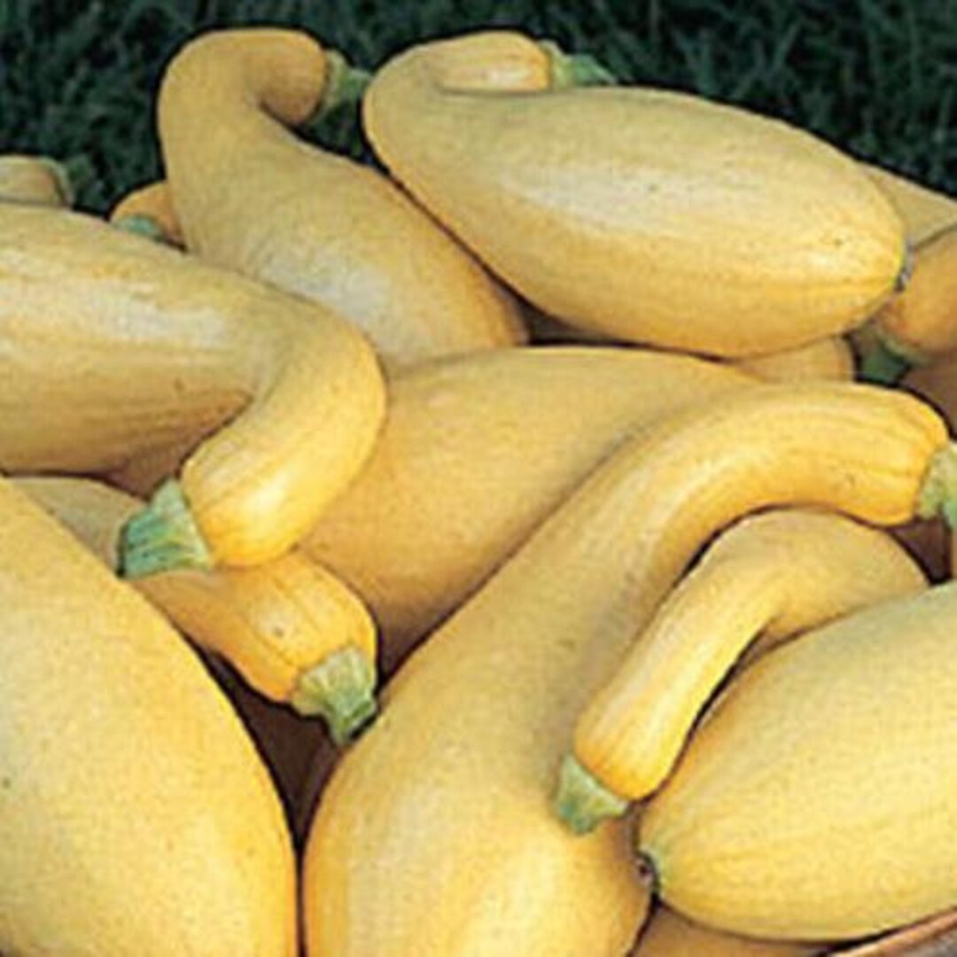 Yellow Crookneck Squash Seed, Non GMO, Heirloom, 25 Seed Packet - Etsy