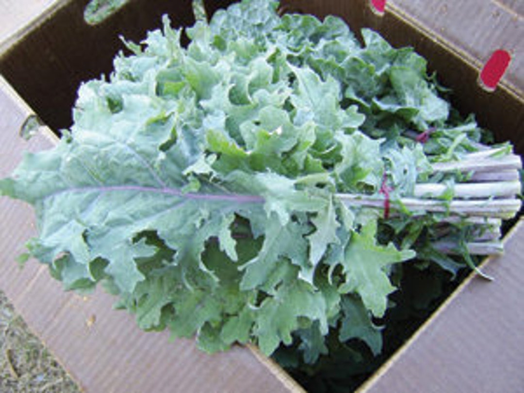 Kale, Dwarf Siberian Improved, Heirloom, NON-GMO Kale Seed, 250 Seed ...