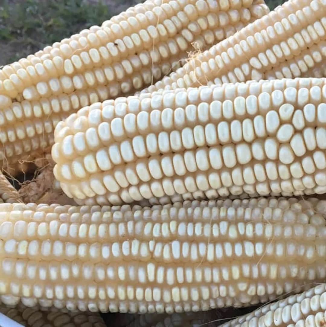 Hickory King Corn, Heirloom, NON-GMO, White Field Corn, 1 Oz. Pack ...