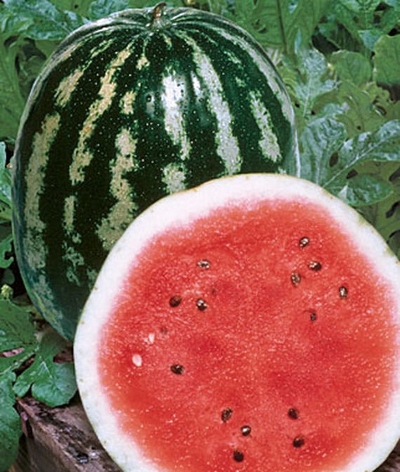 Crimson Sweet Watermelon, Heirloom Watermelon Seed, NON-GMO, 25 Seed Packet - Etsy