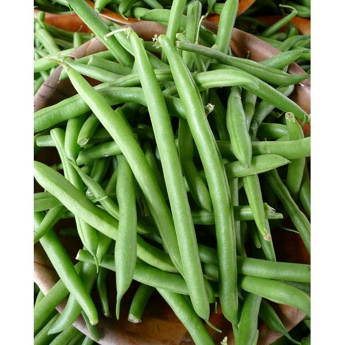 Half Runner Bean Seed, Heirloom, NON GMO, State Half Runner, 1 Lb., USA ...